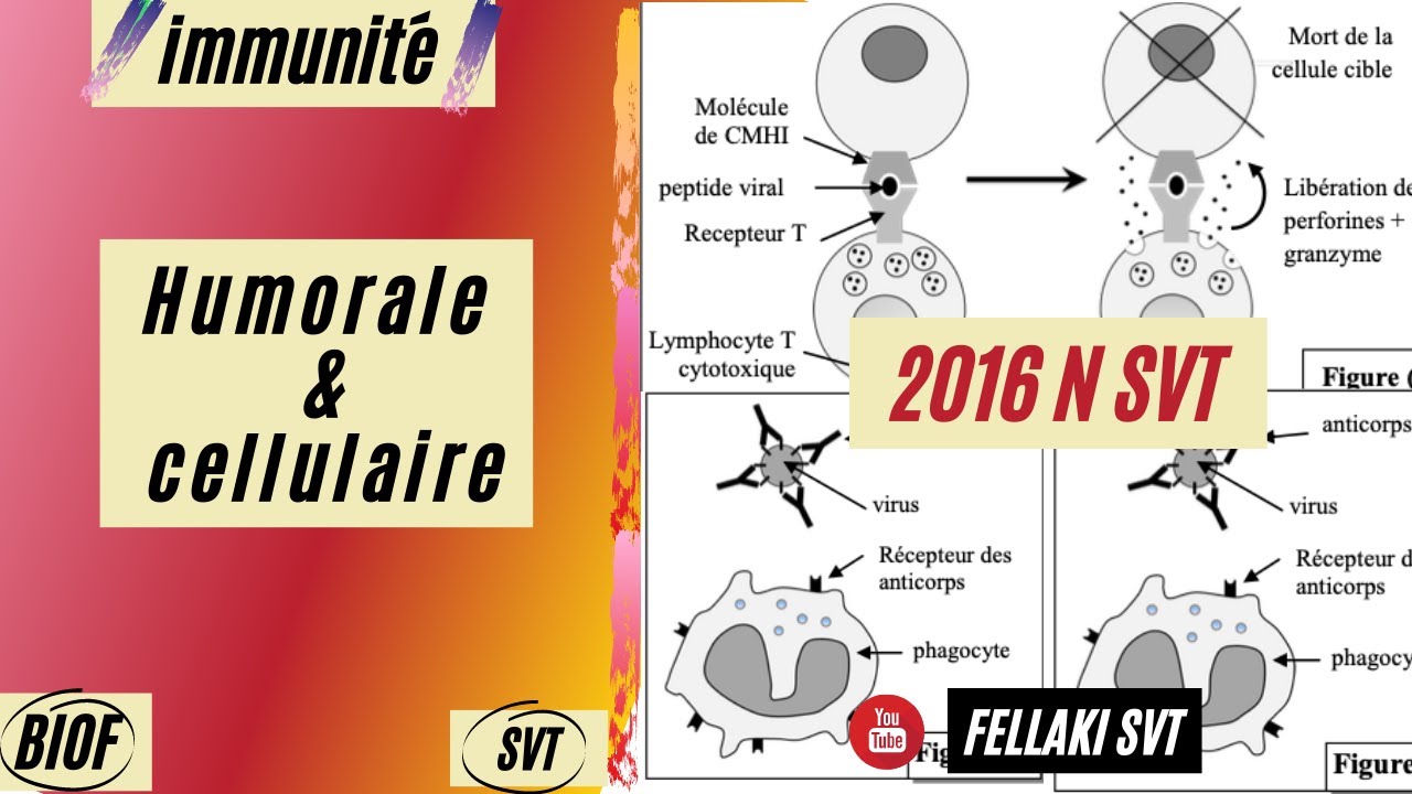 l'immunité spécifique humorale & cellulaire 2016 N SVT - YouTube