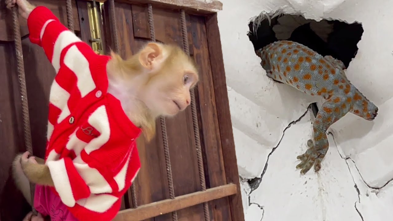 Hailey Monkey Climb Save Gecko Stack In Hold On Roof - YouTube