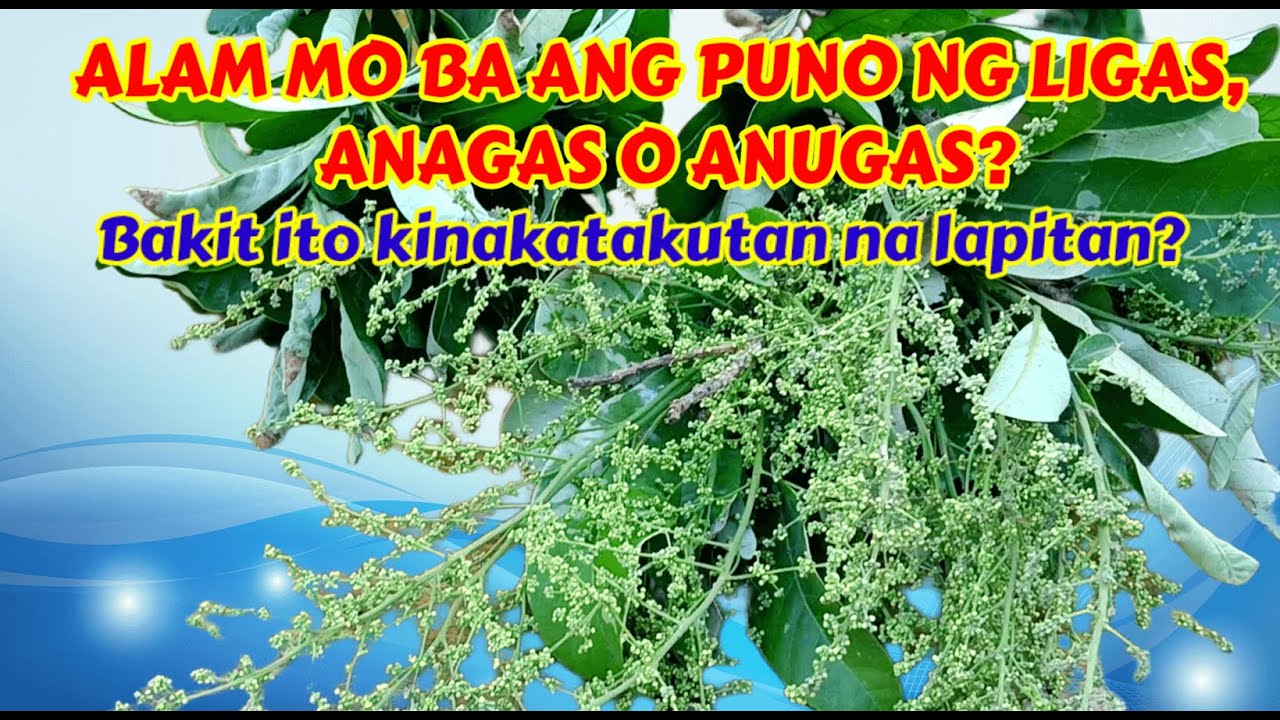 Ligas, Anagas, o Anugas plant pagkakakilanlan - YouTube
