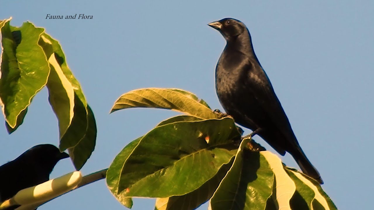 Cowbird Sounds