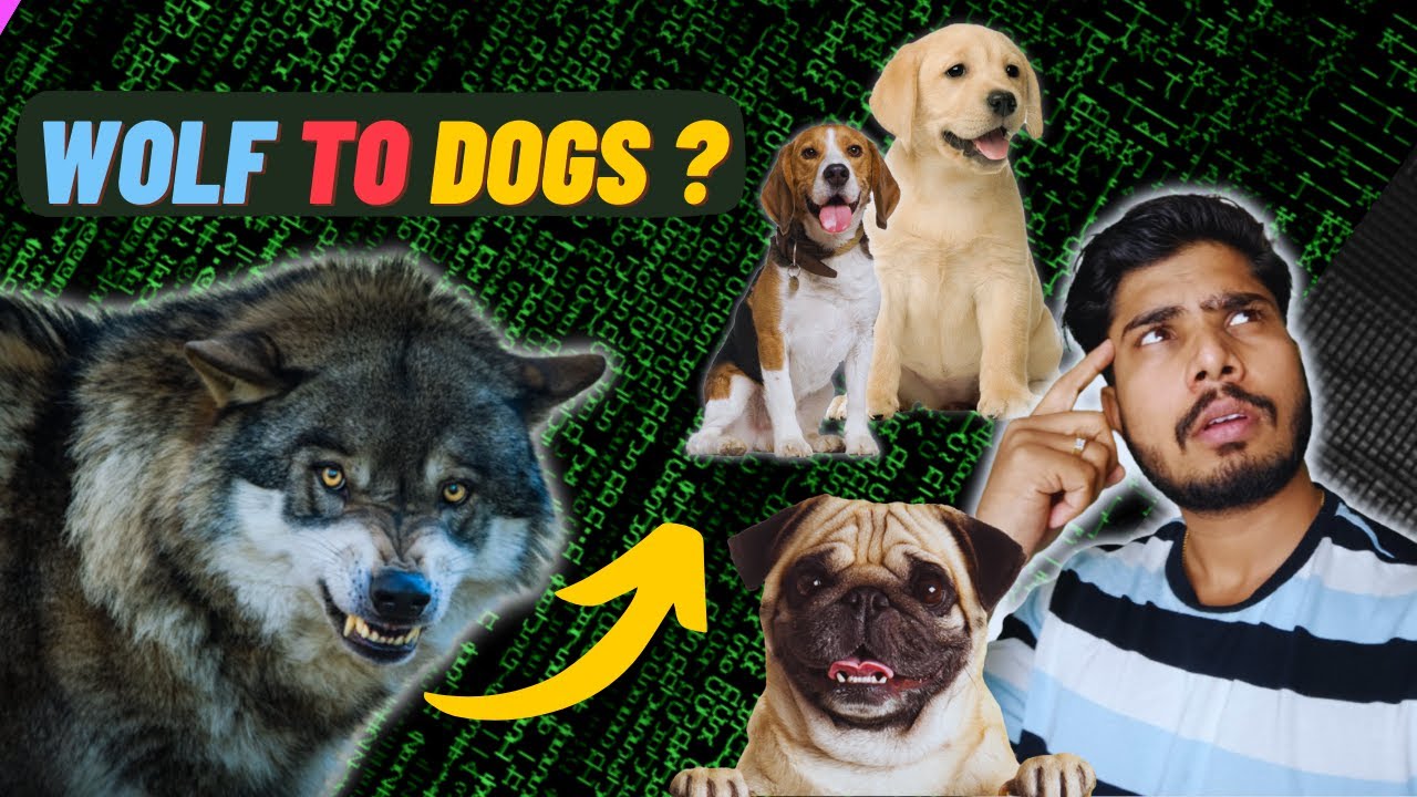 How Wolves Became Man's Best Friend: The Evolution of Dogs | History of ...