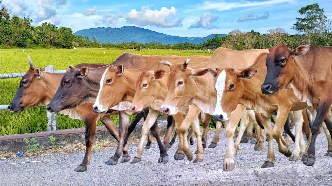 Sapi lucu Lembu jinak Berkeliaran dengan damai melewati sawah yang ...