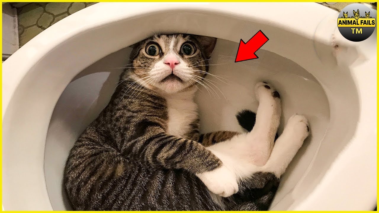 Animal Fails Caught On Camera - Best Of The 2022 Animals Fail Videos 😁 ...