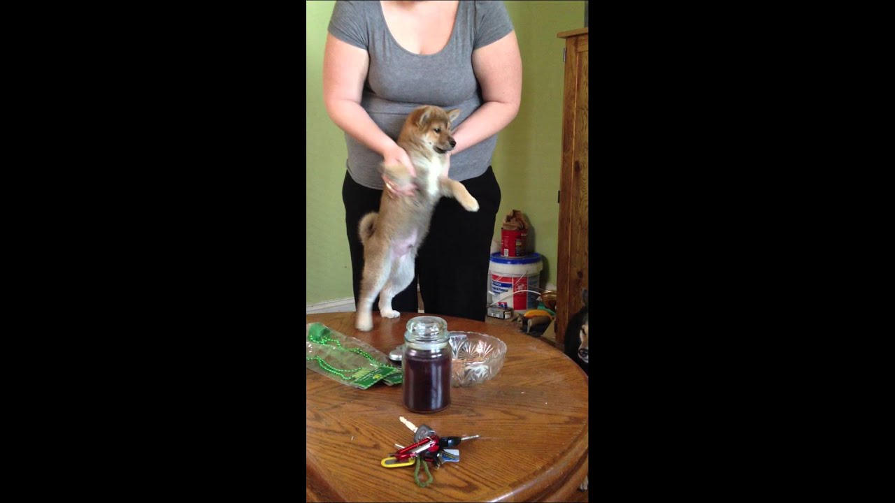 Viral video of Shiba Inu Irish step dancing! - YouTube