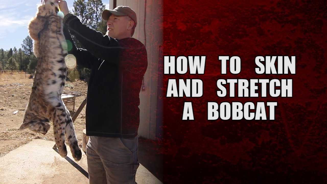 How to skin and stretch a bobcat - YouTube