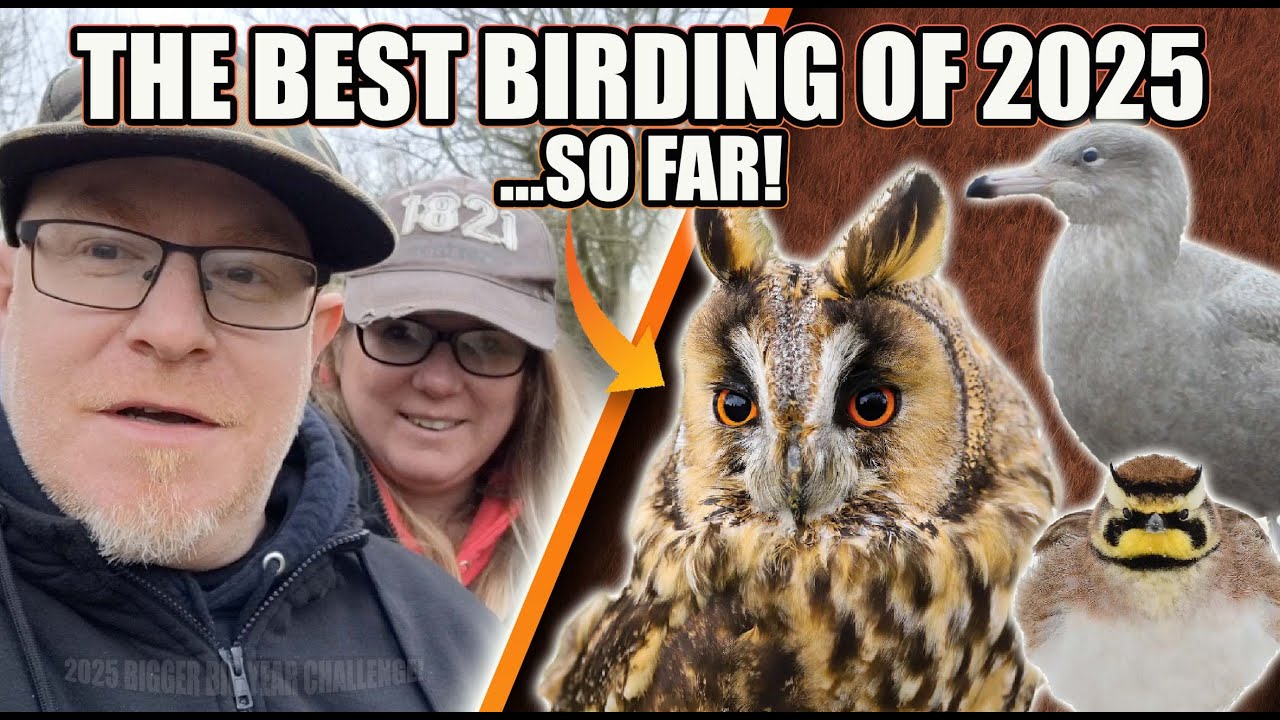 THE BEST BIRDING OF 2025...SO FAR! LOTS OF RARE BIRDS AND OWLS! - YouTube