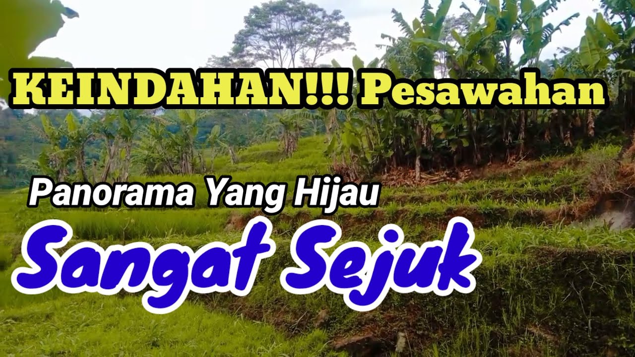 KEINDAHAN!!! Pesawahan Panorama Yang Hijau Sangat Sejuk - YouTube
