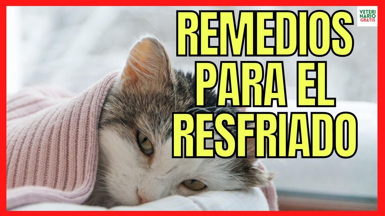 🐱 REMEDIOS CASEROS PARA EL RESFRIADO (GRIPE) EN GATOS 🐱 - YouTube