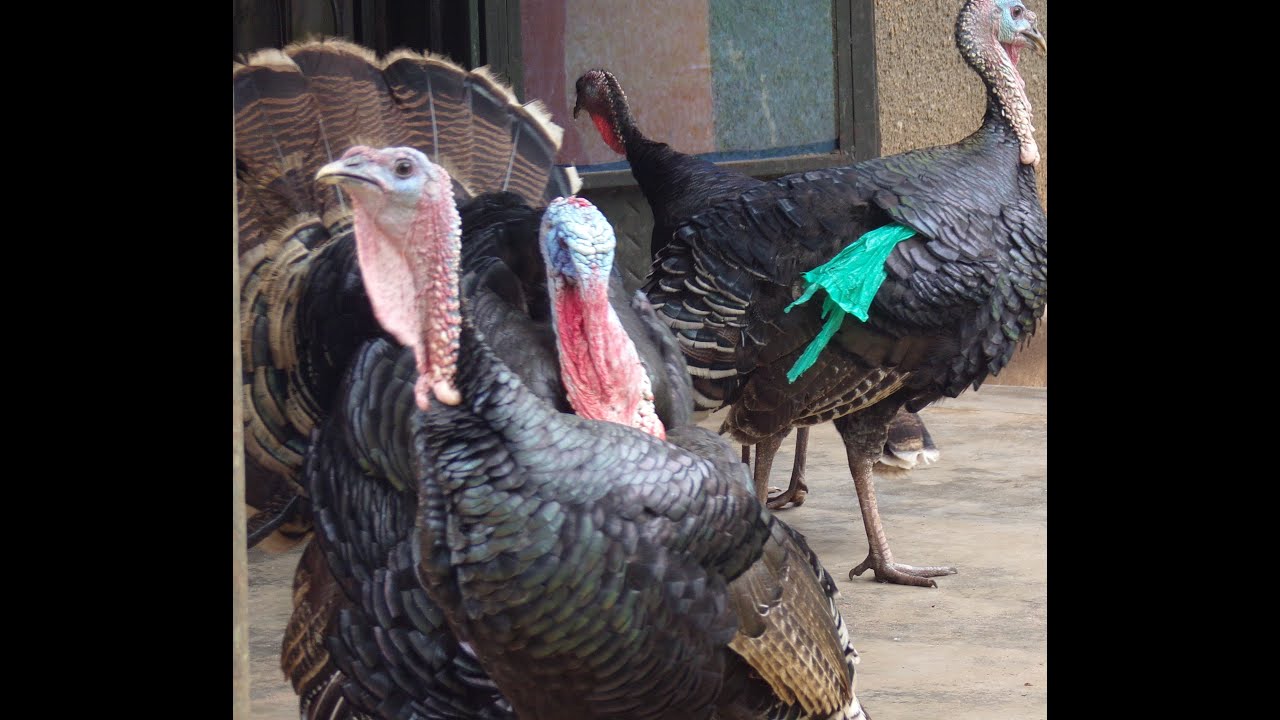 turkey fights with human being - YouTube