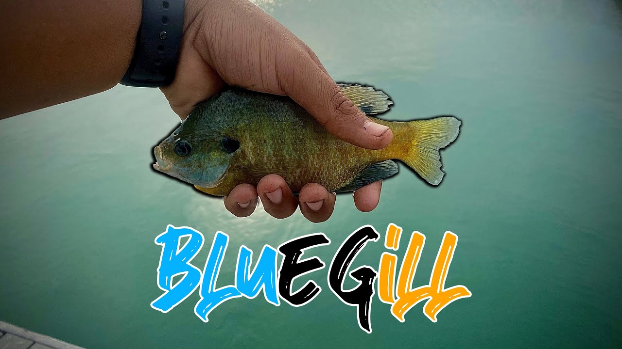Bluegill FEEDING FRENZY!!! (Ultra Light Gear Fishing!) - YouTube