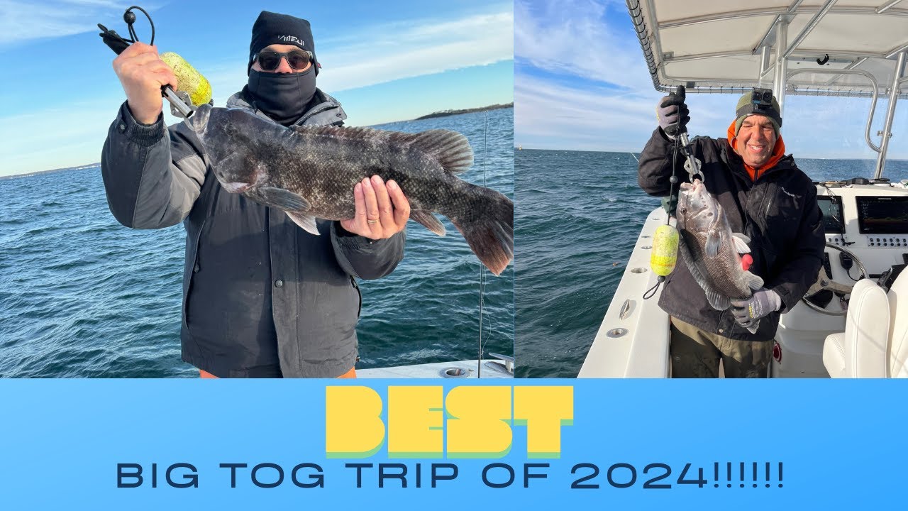 Double Digit Blackfish Madness - Best Big Fish Tog Trip of 2024! - YouTube