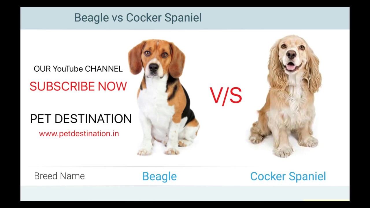 Can A Beagle And A American Cocker Spaniel Be Friends