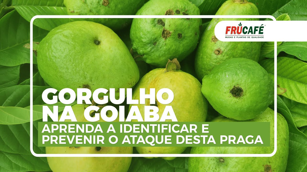 Como Identificar, Prevenir e Controlar o Gorgulho na Goiaba? - YouTube