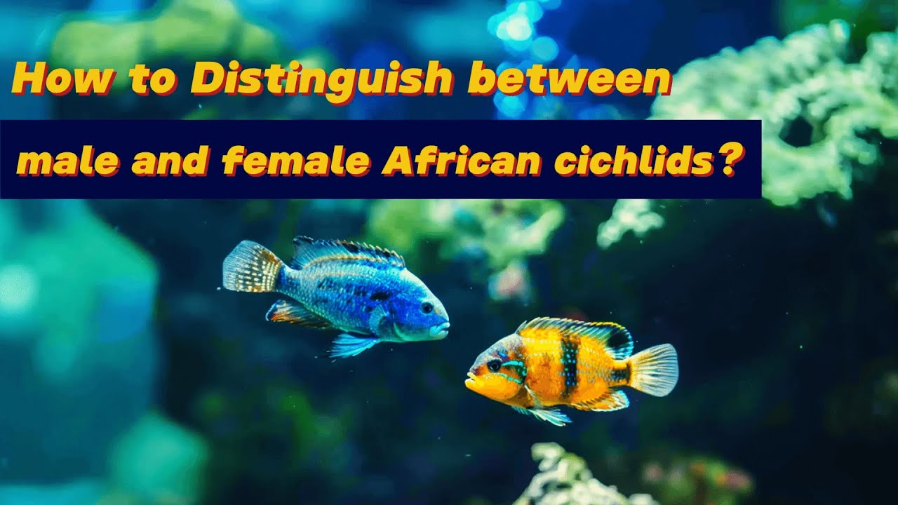 How to Distinguish between male and female African cichlids? - YouTube