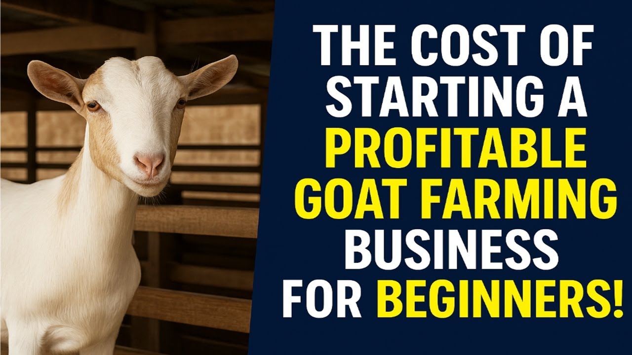 The Cost of Starting a PROFITABLE Goat Farming BUSINESS for Beginners ...
