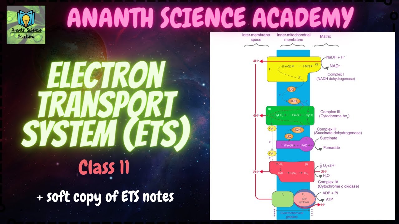 ELECTRON TRANSPORT SYSTEM (ETS) || Class 11|| Respiration in plants ...