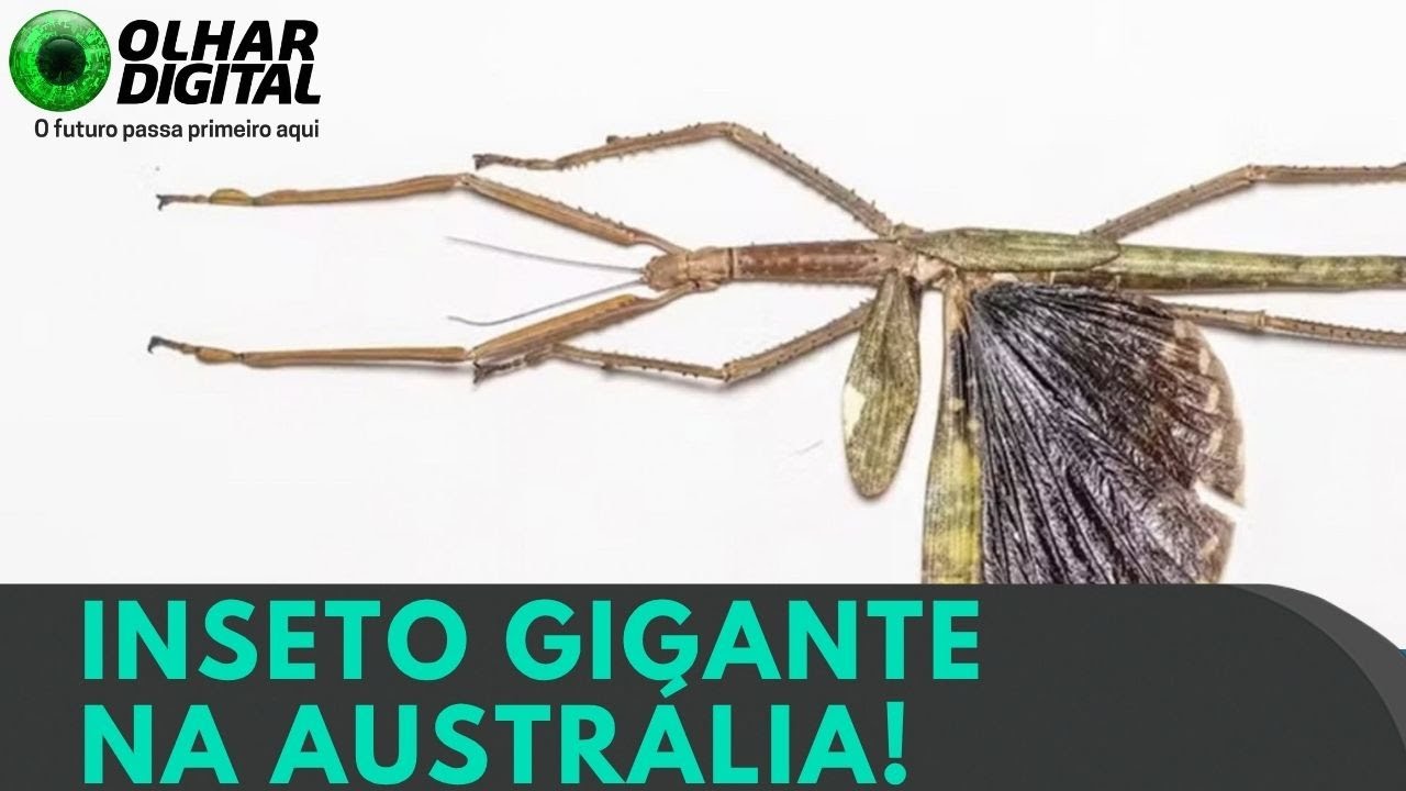 40 centímetros! Inseto gigante é descoberto na Austrália; veja! - YouTube