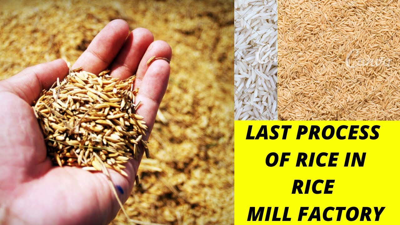 Last Process of the Rice /Hamza.vlogs/ 27vlog part 3 - YouTube