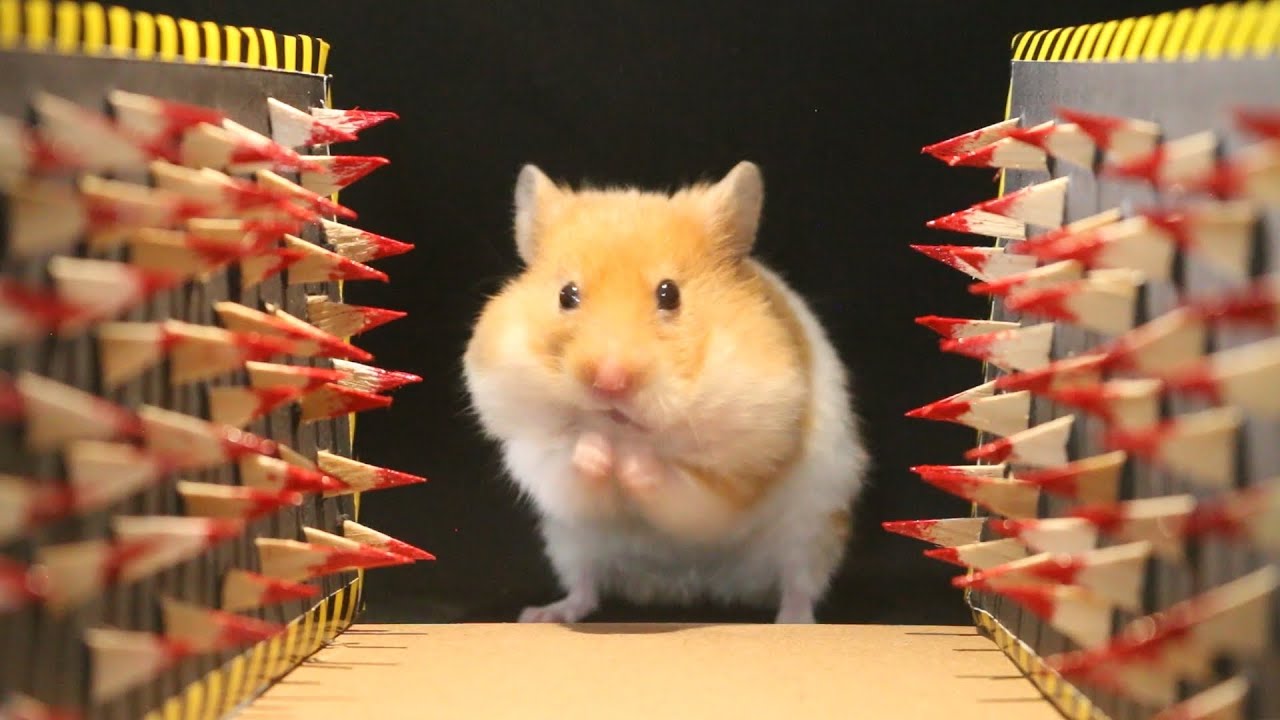 My Lovely Hamster Adventure | Seeds Hunter-Hamster Maze - YouTube