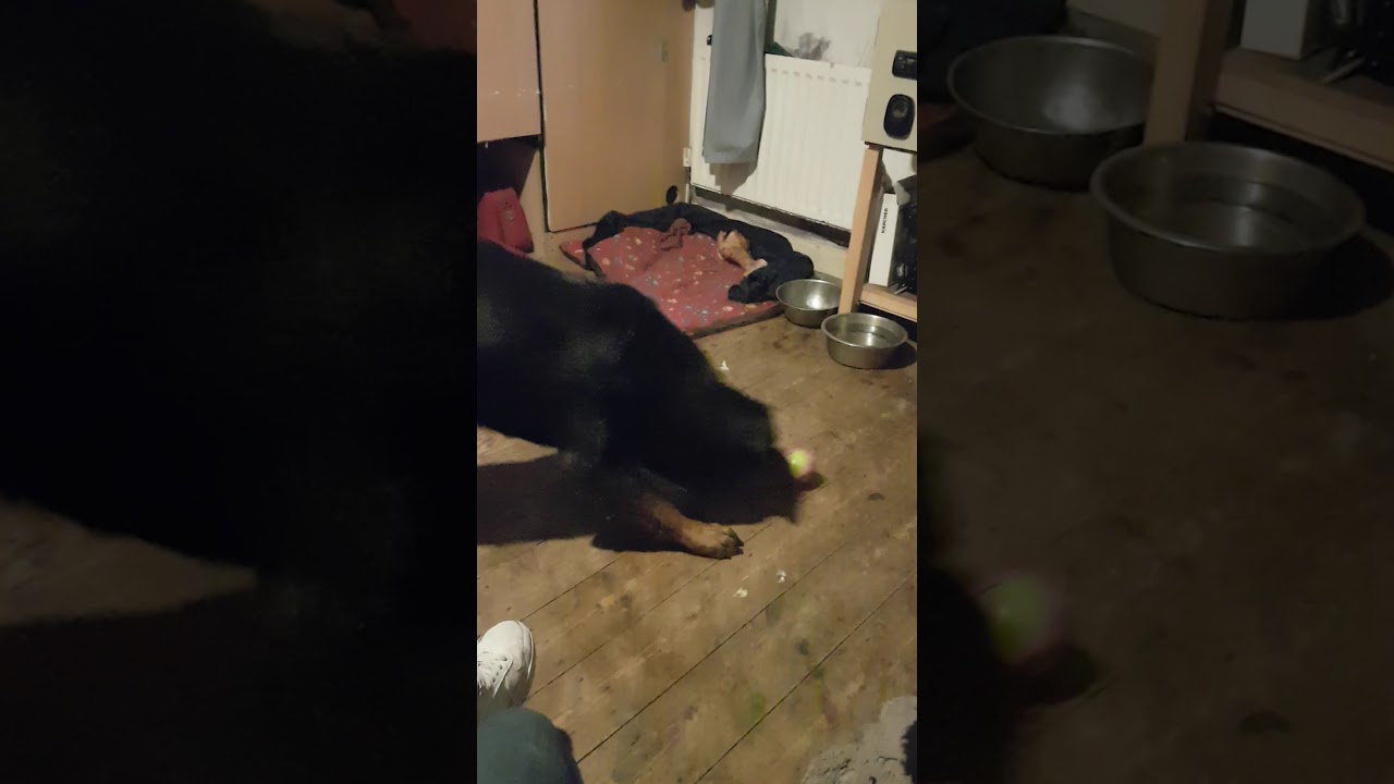 Big Scary Rottweiler Scared of Squeaky Toy - YouTube