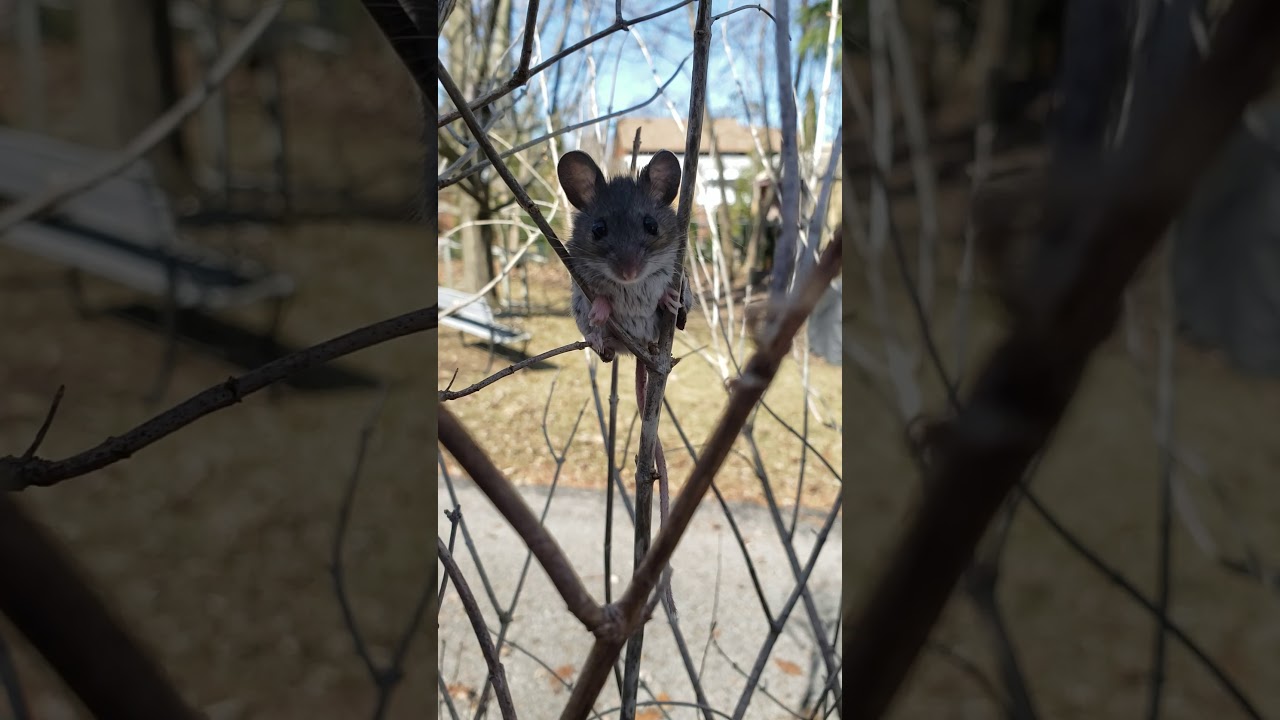 Mouse in a tree - YouTube