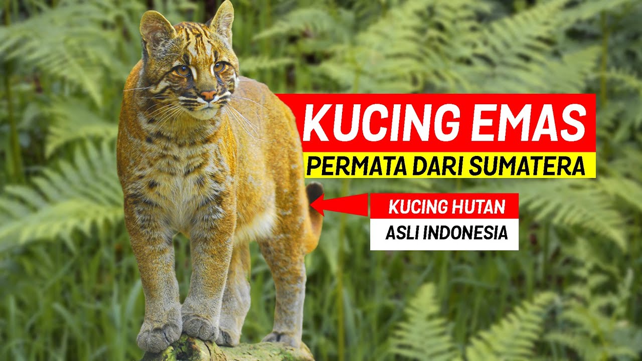 KUCING EMAS CANTIK DAN ELEGAN! Si Kucing Hutan Asli Indonesia yang ...