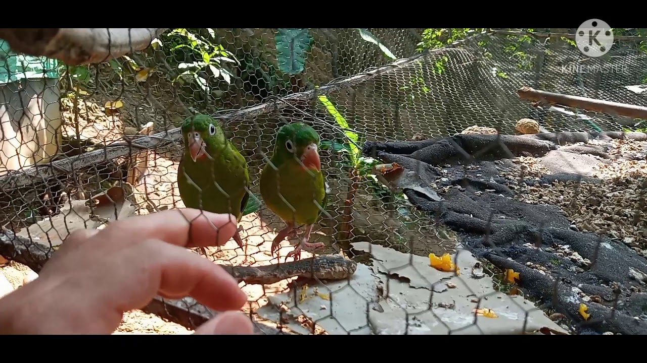PERICOS VERDES AGRESIVIDAD NATURAL PERIQUITOS BARBINARANJA QUE TAN DURO ...