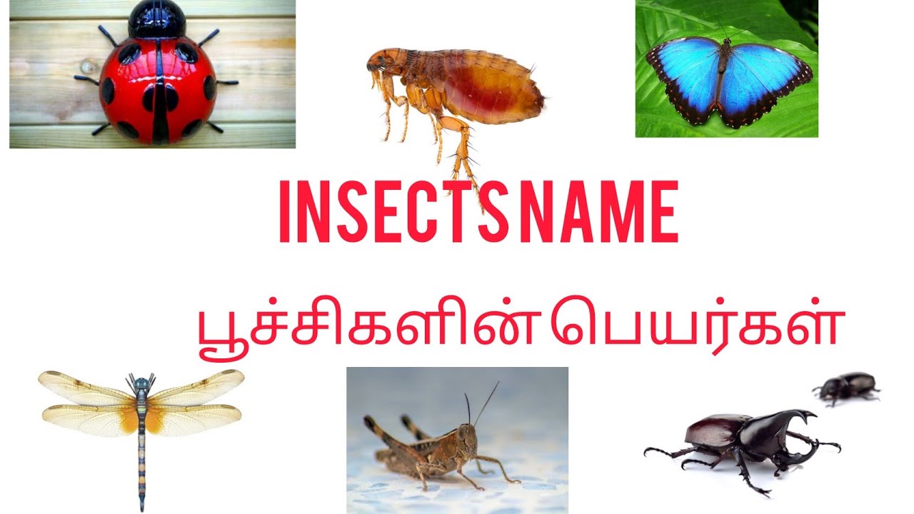 பூச்சிகளின் பெயர்கள் |Insect names|Insect names tamil and english for ...