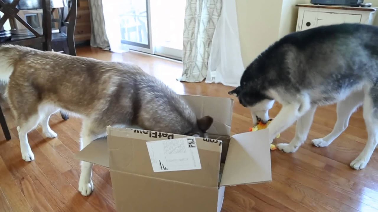 Huskies go shopping online at www.PetFlow.com - YouTube