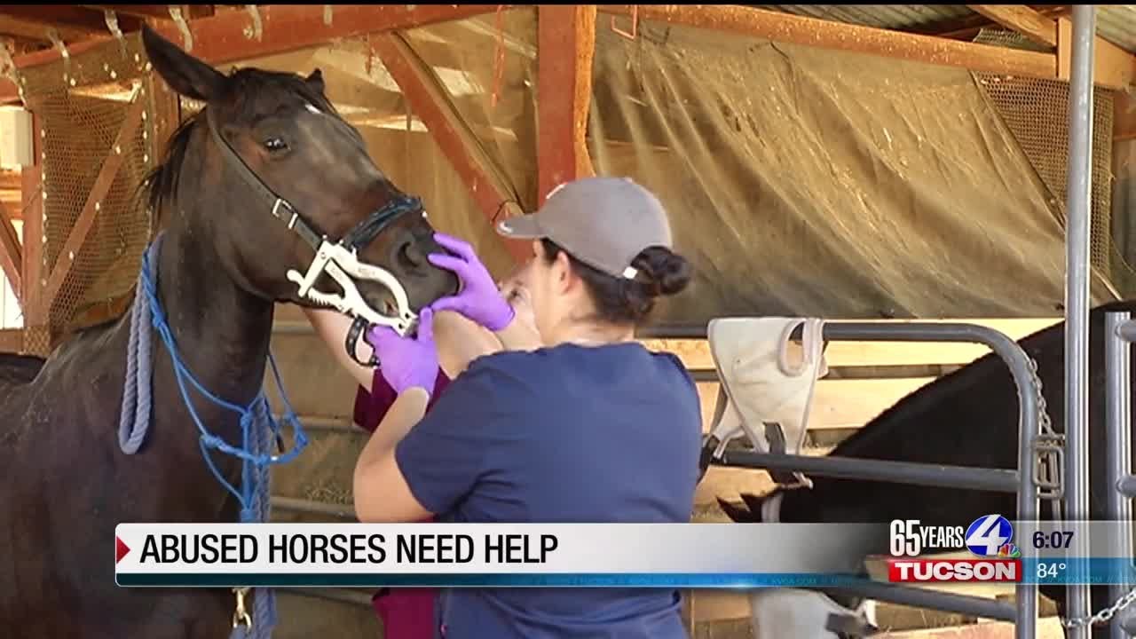 Abused horses need help - YouTube