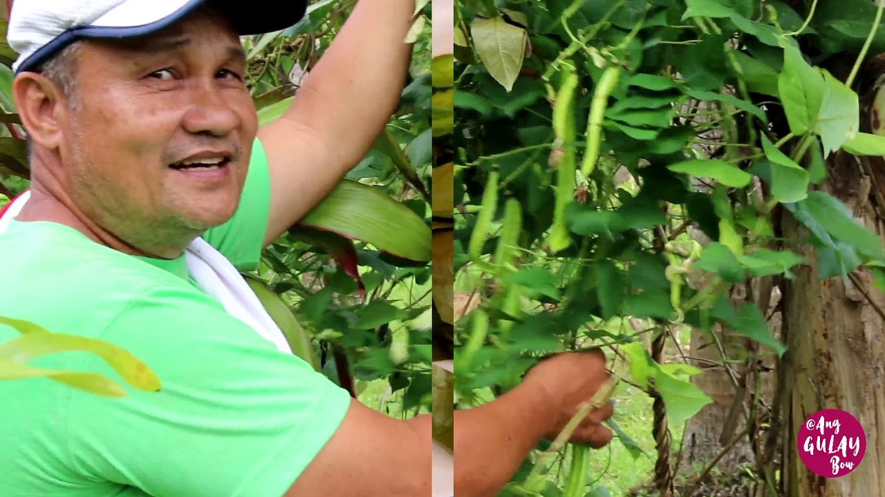 Indigenous Vegetables in the Philippines - Brgy Odiong, Jagna, Bohol ...