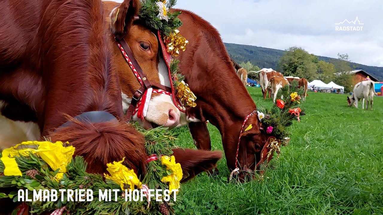 Der Almabtrieb mit Hoffest in Radstadt - ein Highlight im Salzburger ...