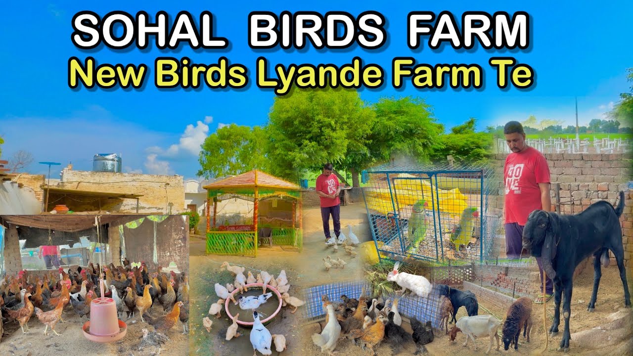 Sohal Birds Farm ️|| ਨਵੇਂ ਜਾਨਵਰ ਲਿਆਂਦੇ ਫਾਰਮ ਤੇ ਬਾਈ ਨੇ || New Birds Lai ...