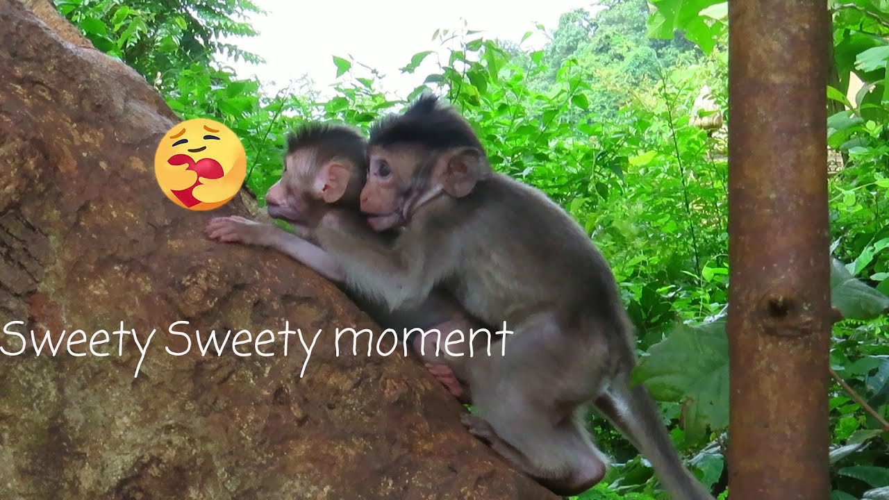 Sweetie Sweetie moment: adorable little monkey enjoy with family - YouTube