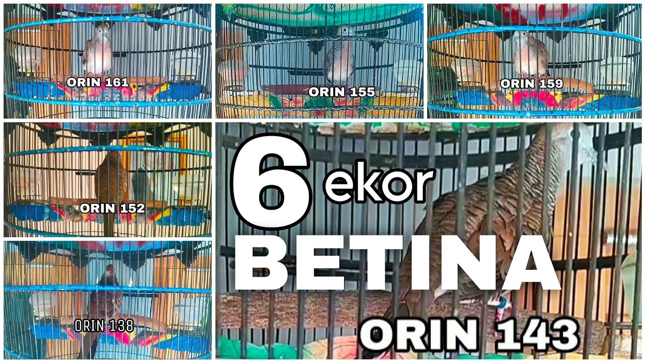 NEW 6 SUARA PERKUTUT BANGKOK BETINA RING ORIN BIRD FARM - YouTube