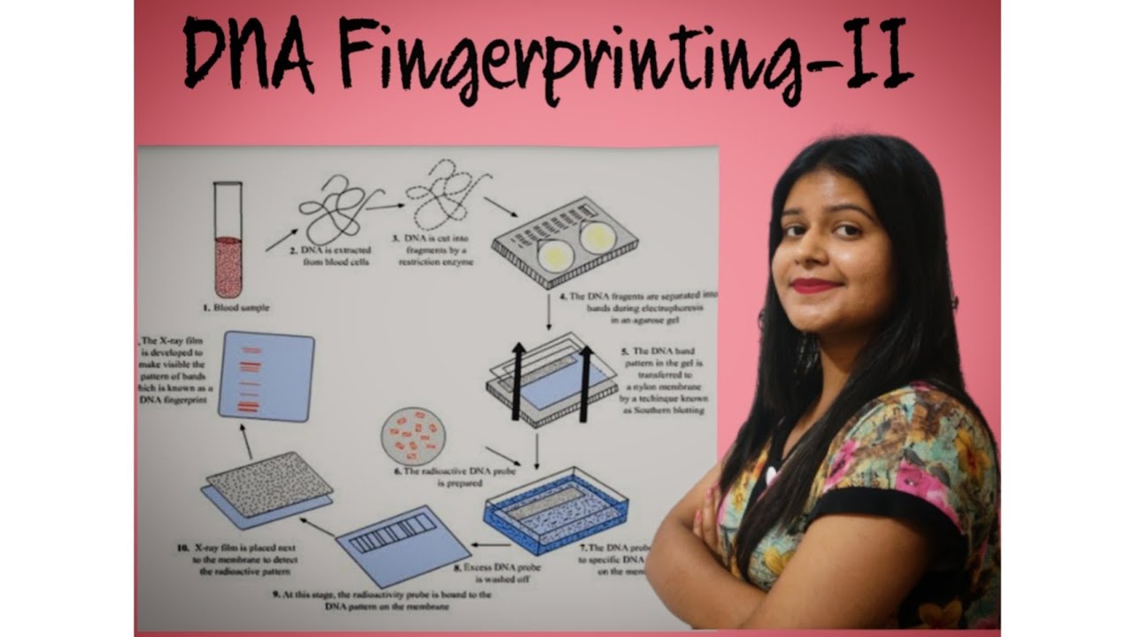 DNA Fingerprinting|Molecular basis of inheritance|Class-12th vijita ...