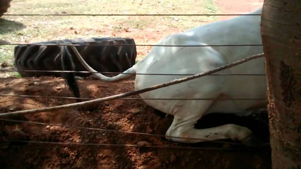 VTS 02 1VIDEO TS ciganos matando vacas p festa de rei do capão da onça ...