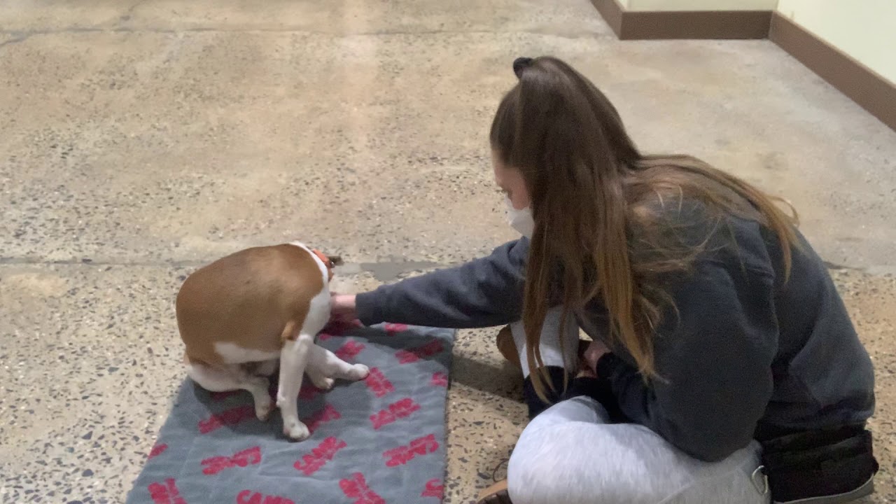 Maria The Dog Trainer & Toby 11/18/2020 - YouTube