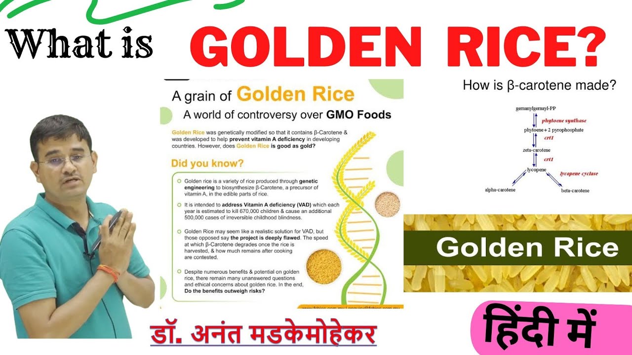 Golden Rice | How golden rice evolved? - YouTube