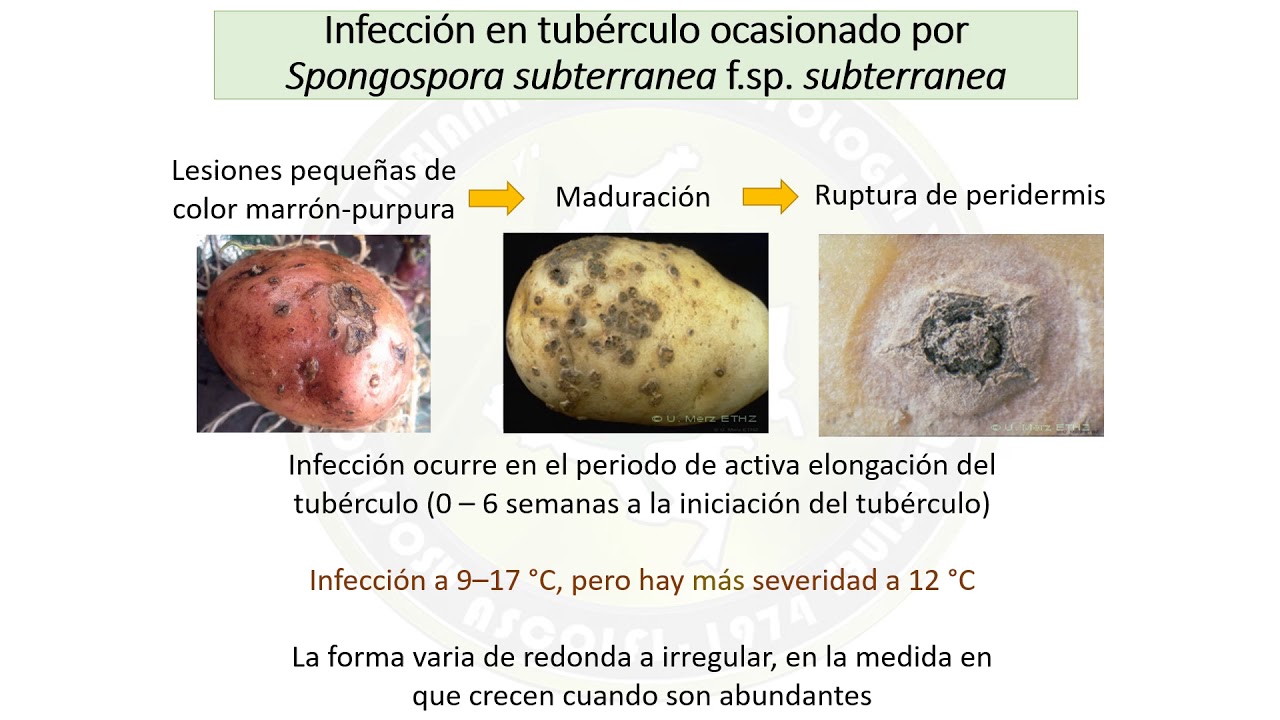 Spongospora subterranea - MSc Paula Elisabeth Mesa ASCOLFI - YouTube