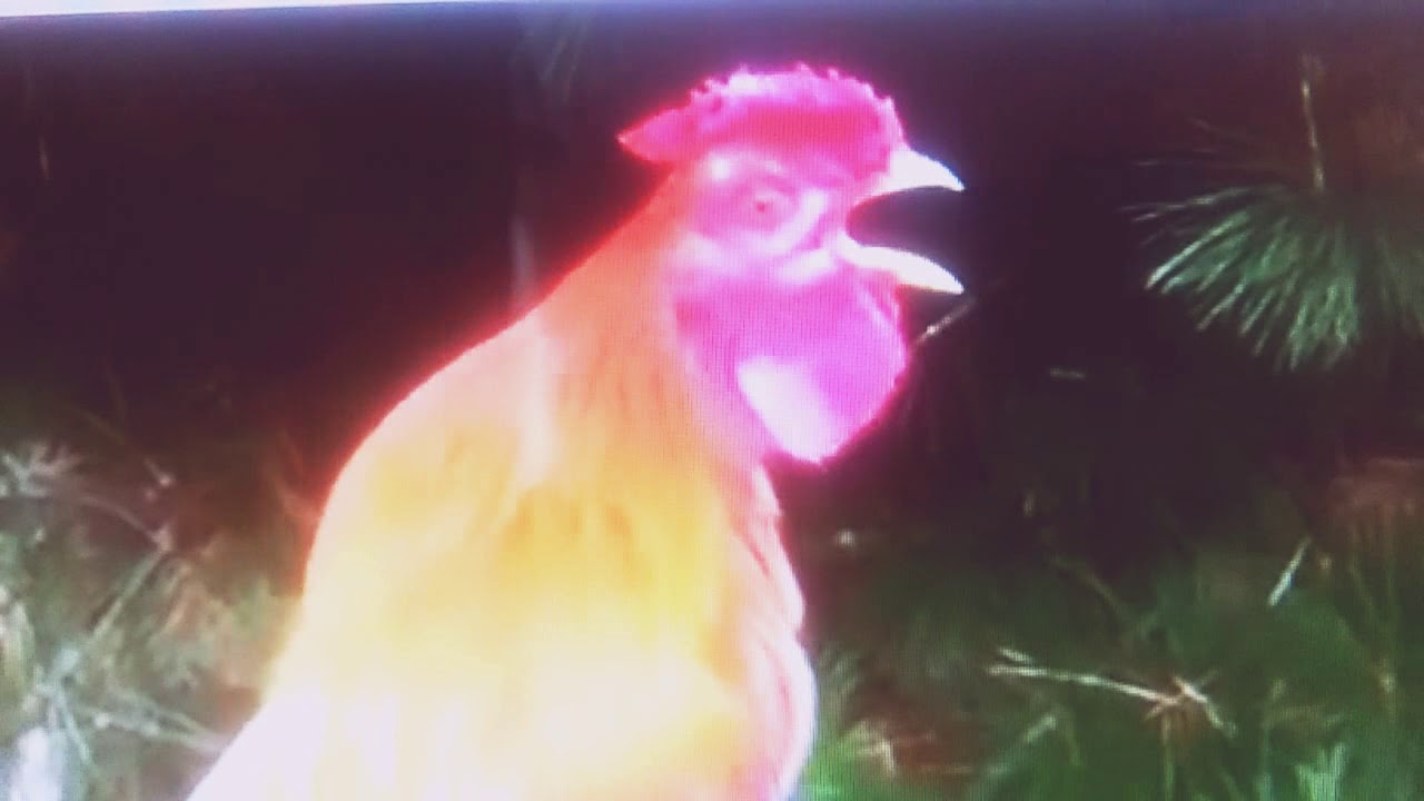 Rooster Crowing in the Morning - YouTube