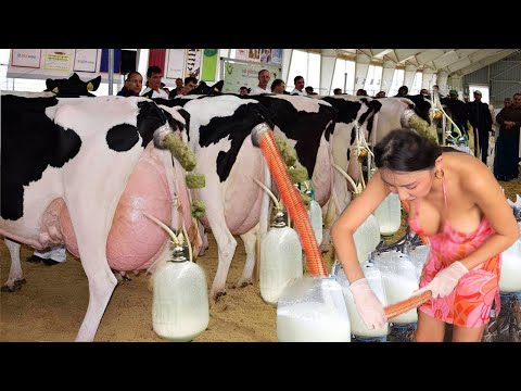 Farm 2023 Calf Transportation Pretty Girl Truck Driver Silage Handling Cow Milking Hoof Trimming