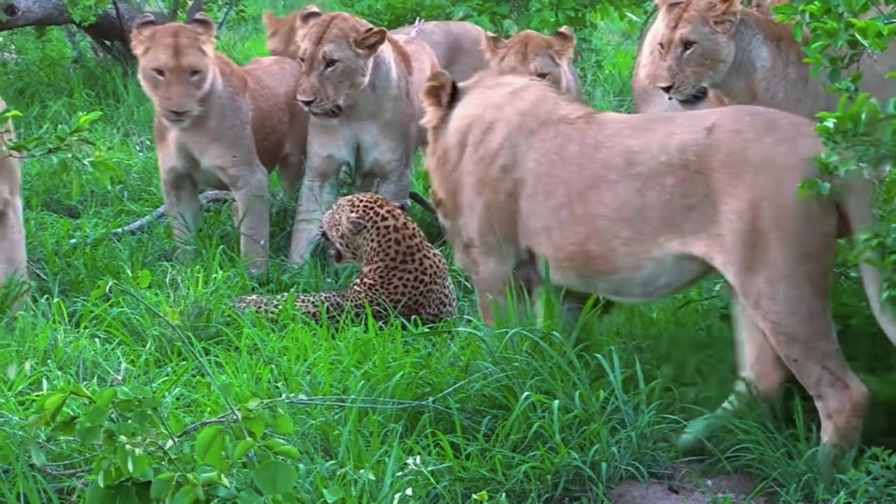 Leões Atacando Leopardo Até a Morte - YouTube