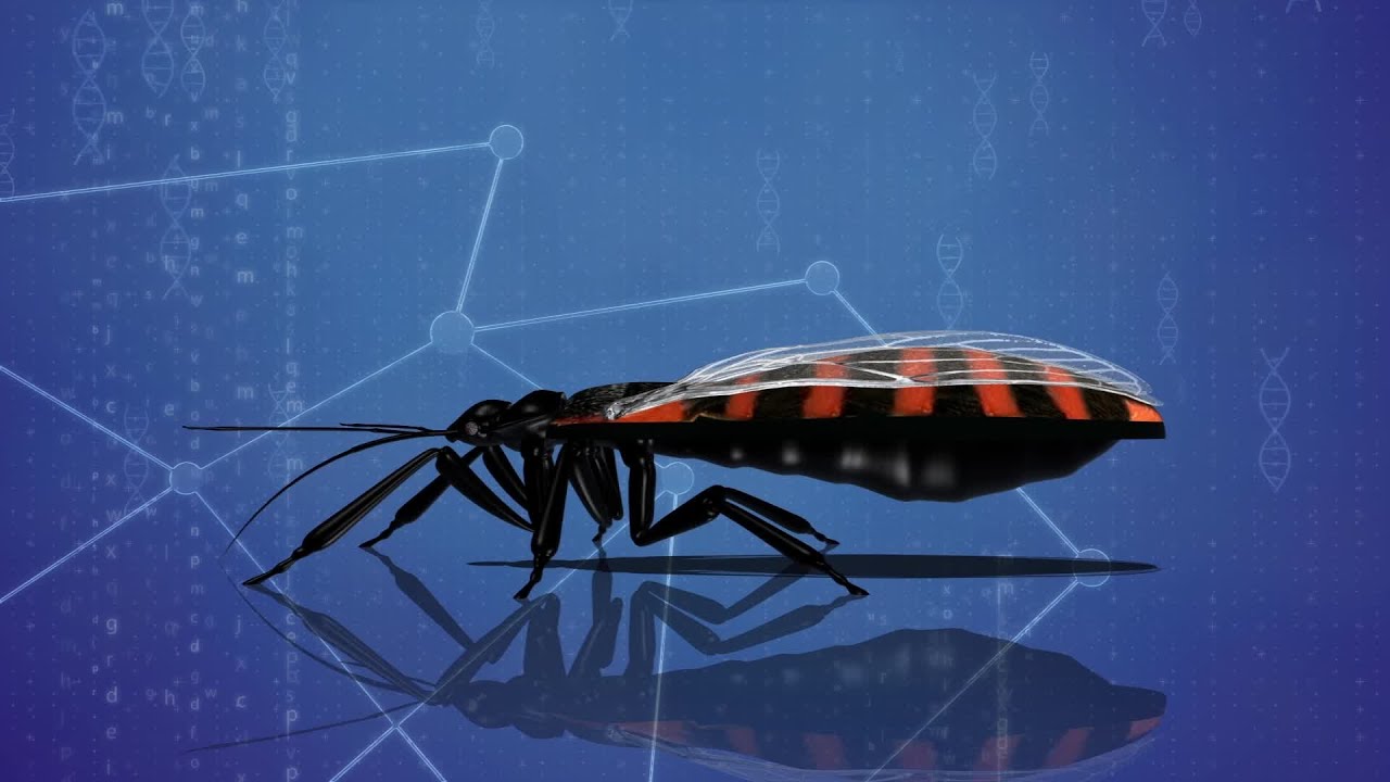 Chagas disease spread by bite of a kissing bug on the rise in the US ...