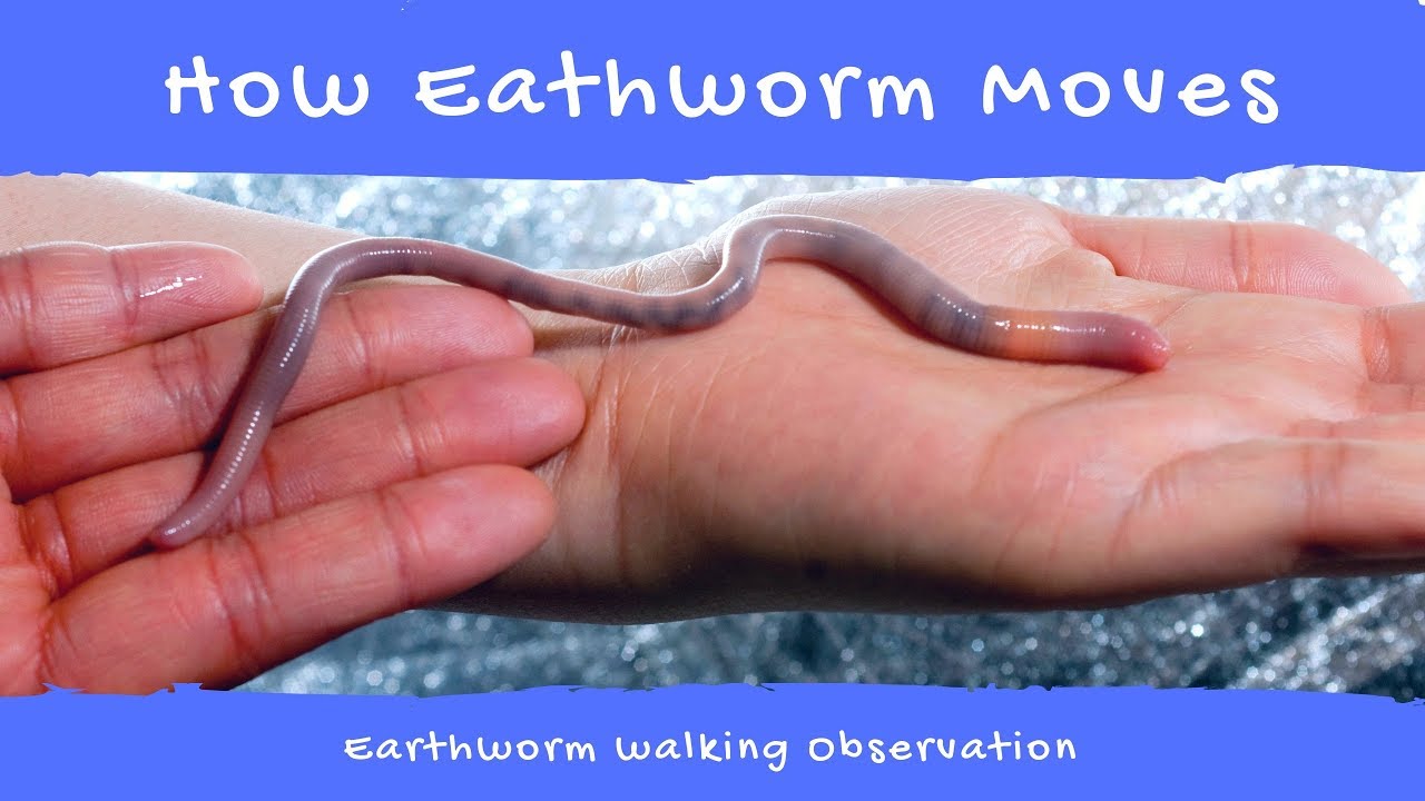 How an Earthworm Walk? Walking Observation - YouTube