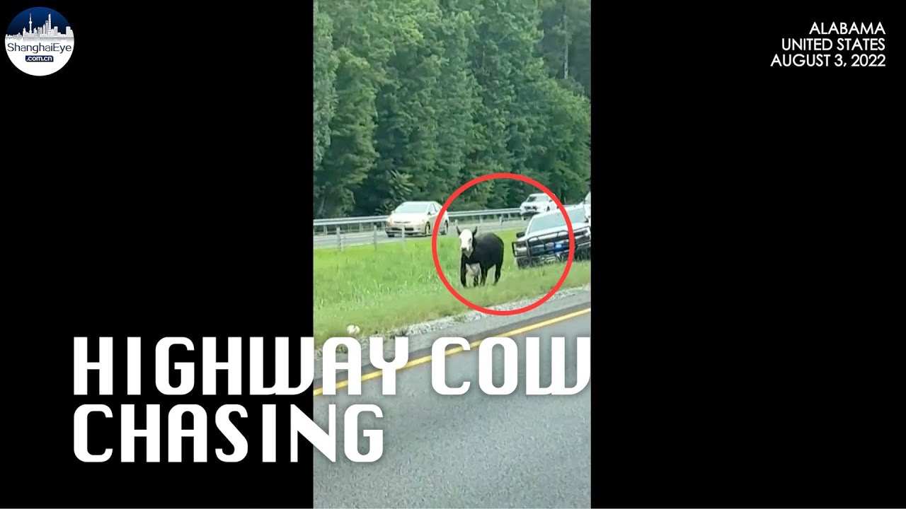 Hilarious video shows police chasing a cow down the middle of a high ...