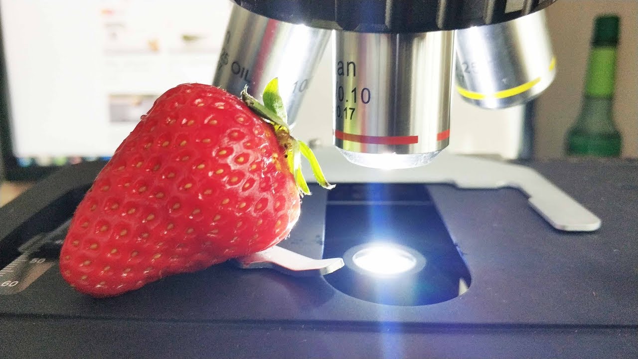 Strawberry Under The Microscope — The Amazing Microscopic World Youtube