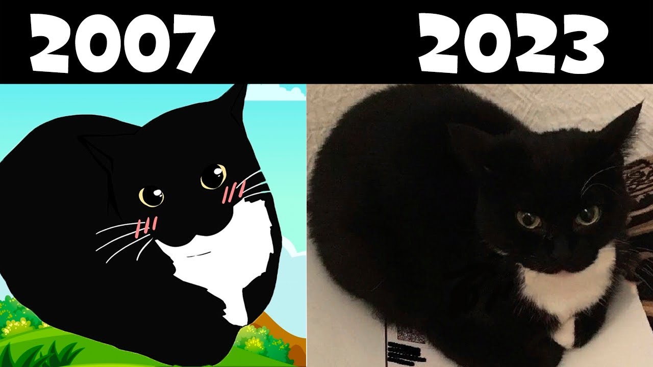 evolution of MaxWell the Cat - YouTube