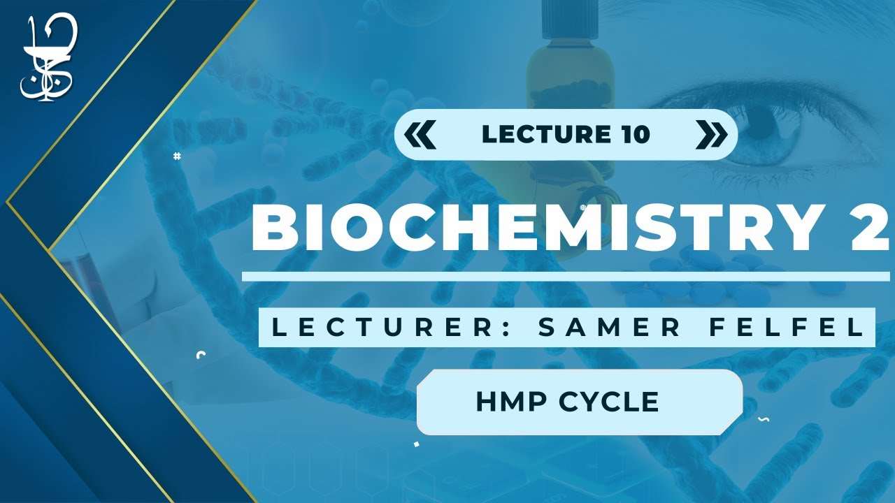 Biochemistry 2: HMP Cycle - YouTube
