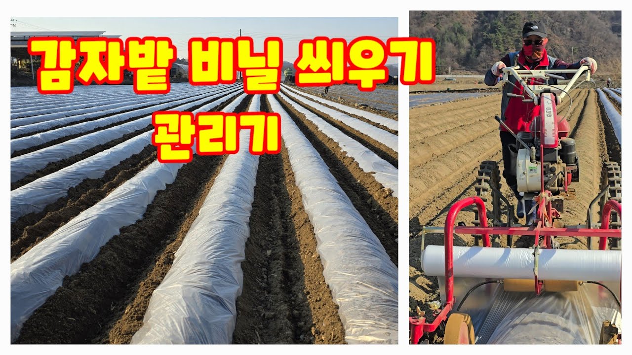 감자밭 비닐피복 관리기 수미감자 감물감자 괴산감자 자연특별시괴산 자연울림 감자재배방법 Youtube